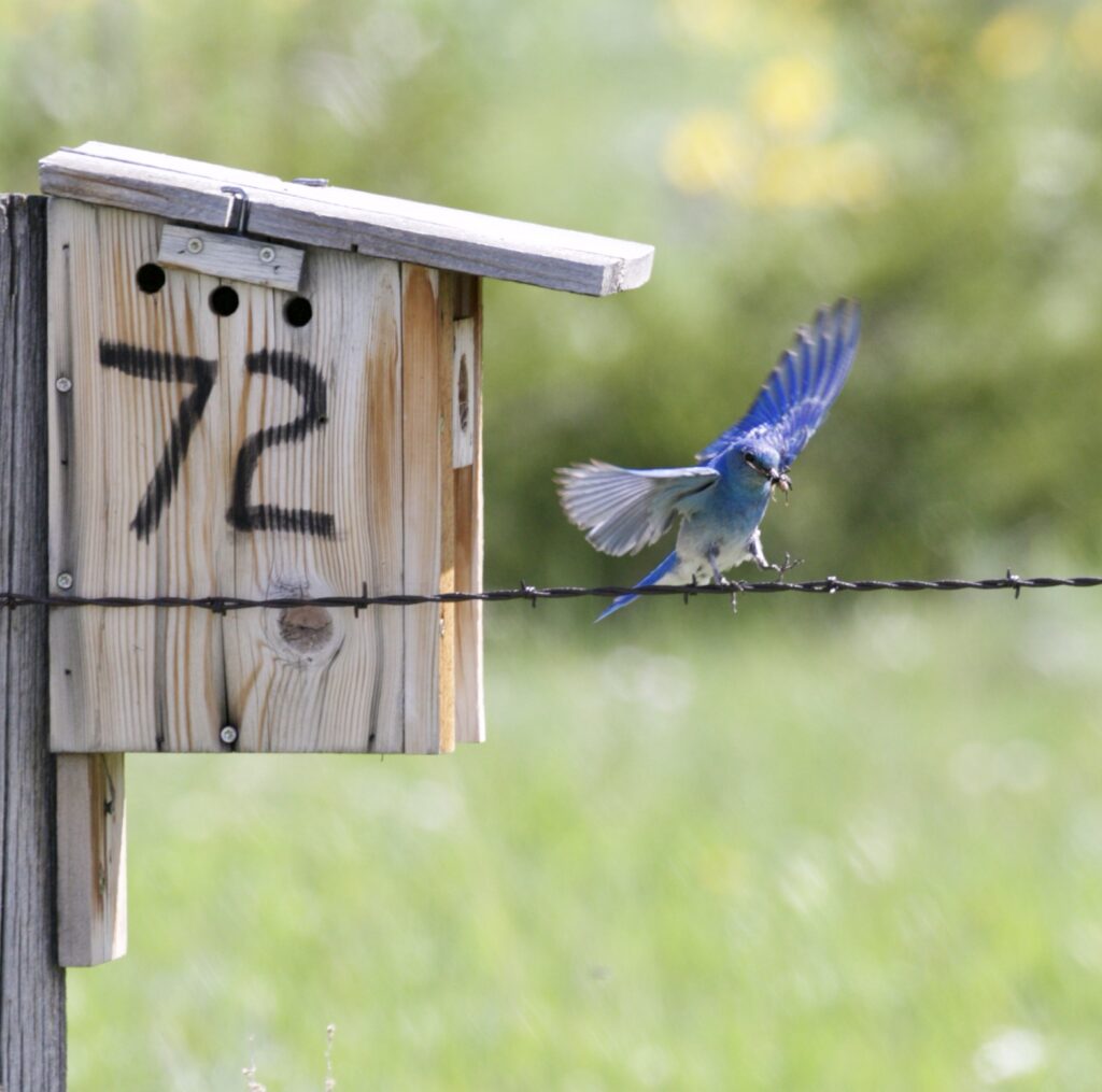 SAS Member Mary Geis featured in Cornell article - Sacajawea Audubon ...