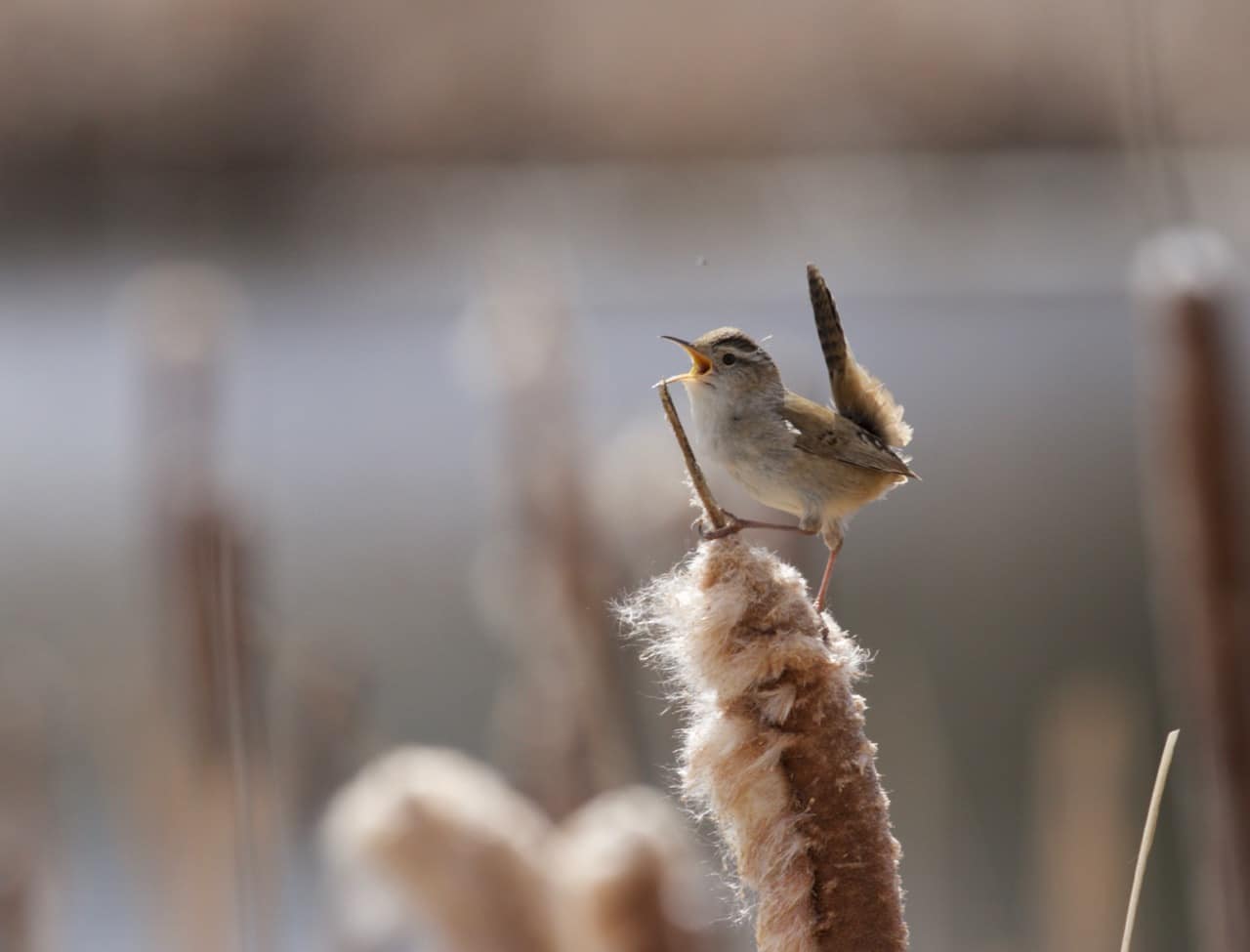 The Pugnacious Marsh Wren - Sacajawea Audubon Society