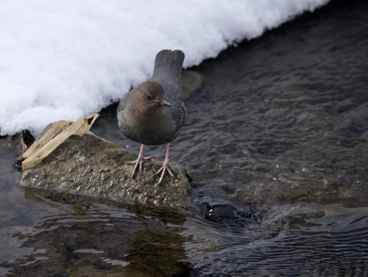 Bird Notes - January 2023 - Sacajawea Audubon Society